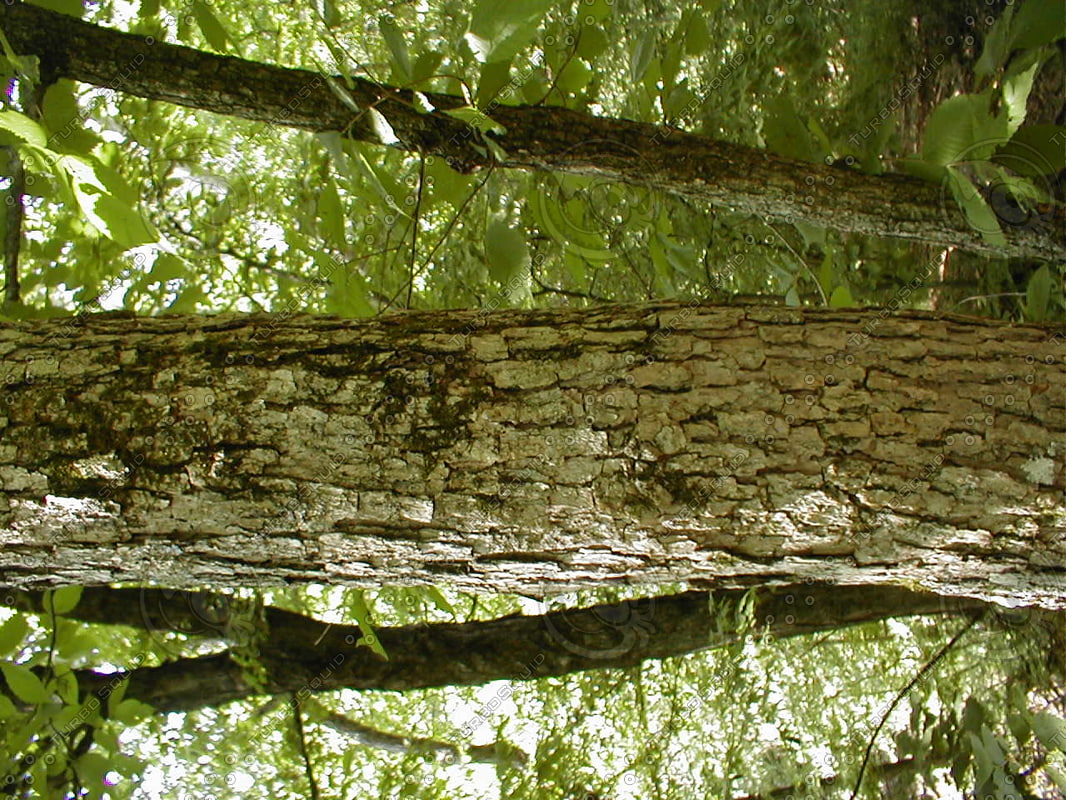 Texture JPEG wood bark knot