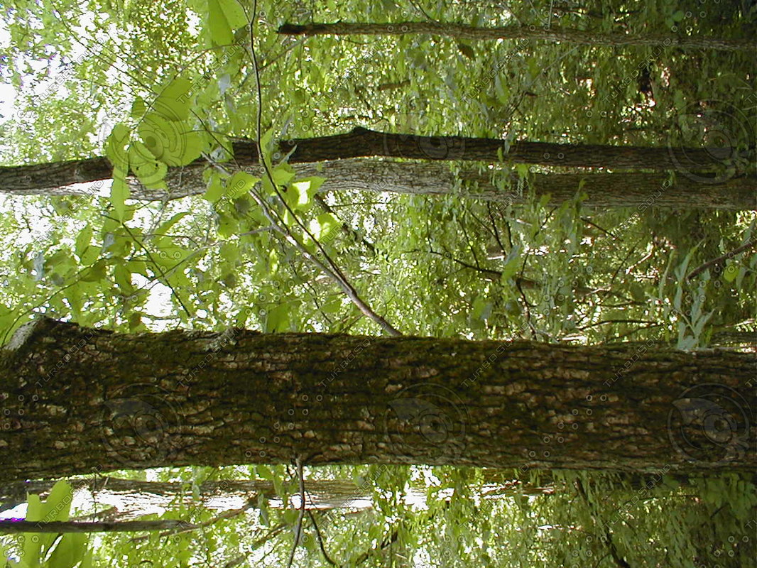 Texture JPEG wood bark knot