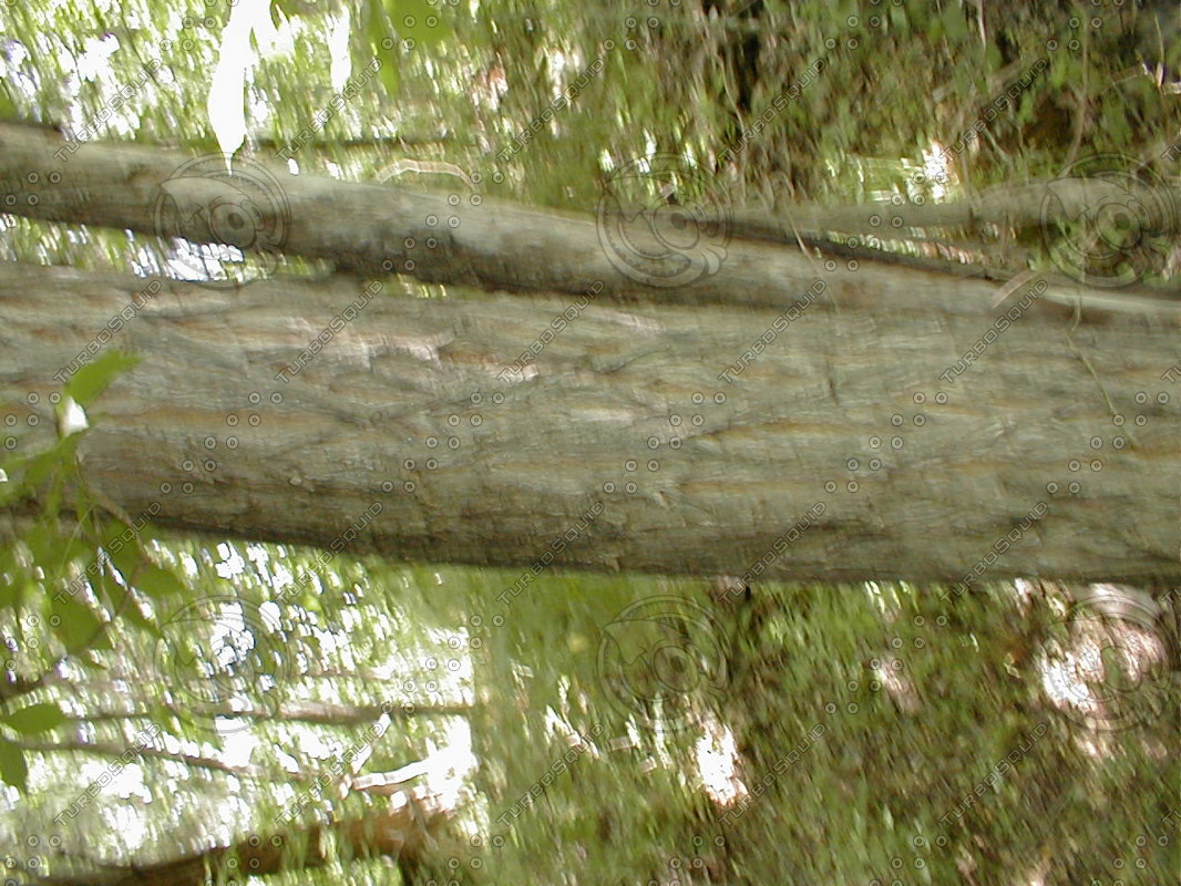 Texture JPEG wood bark knot
