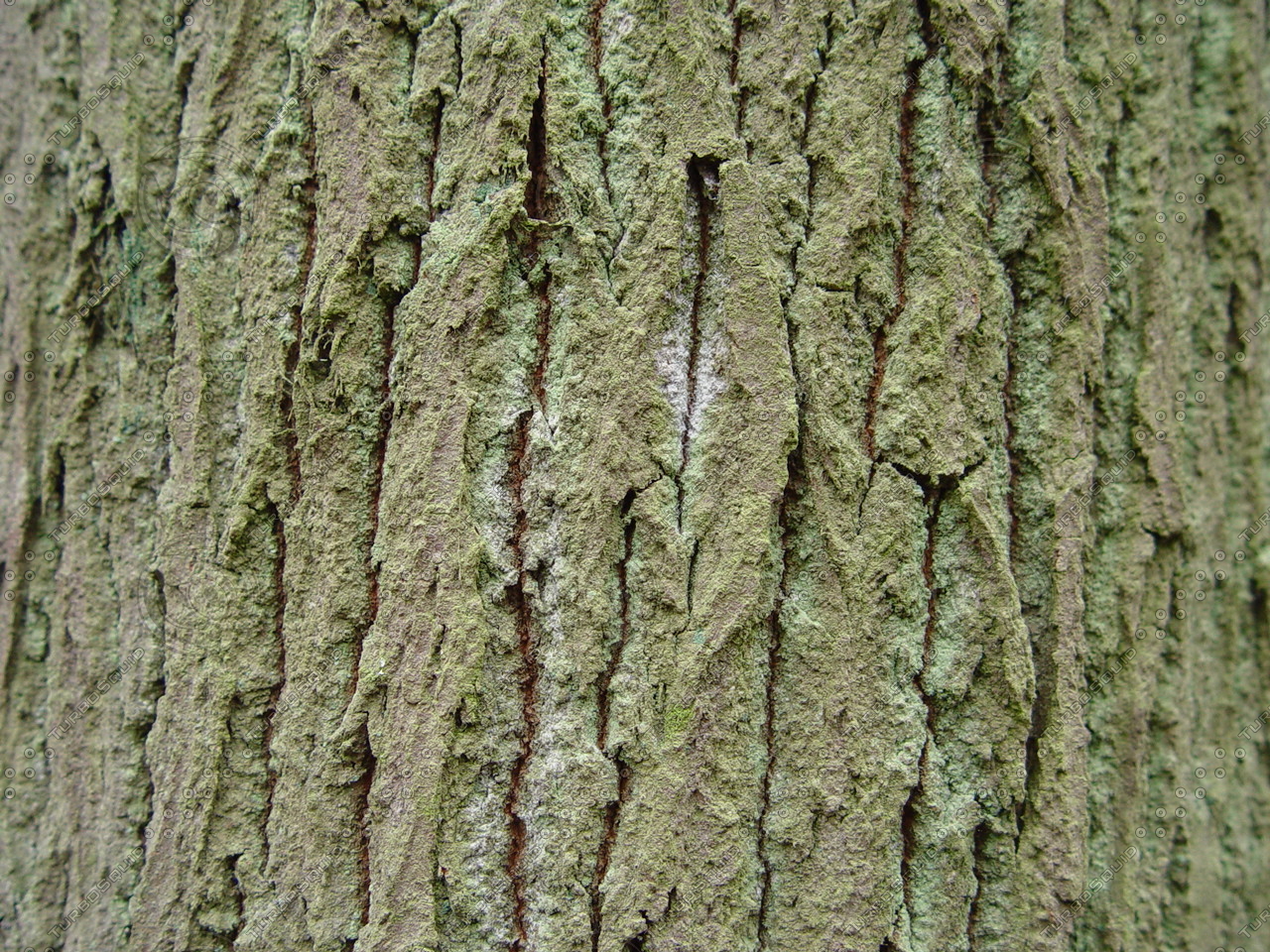 Texture JPEG tree bark skin