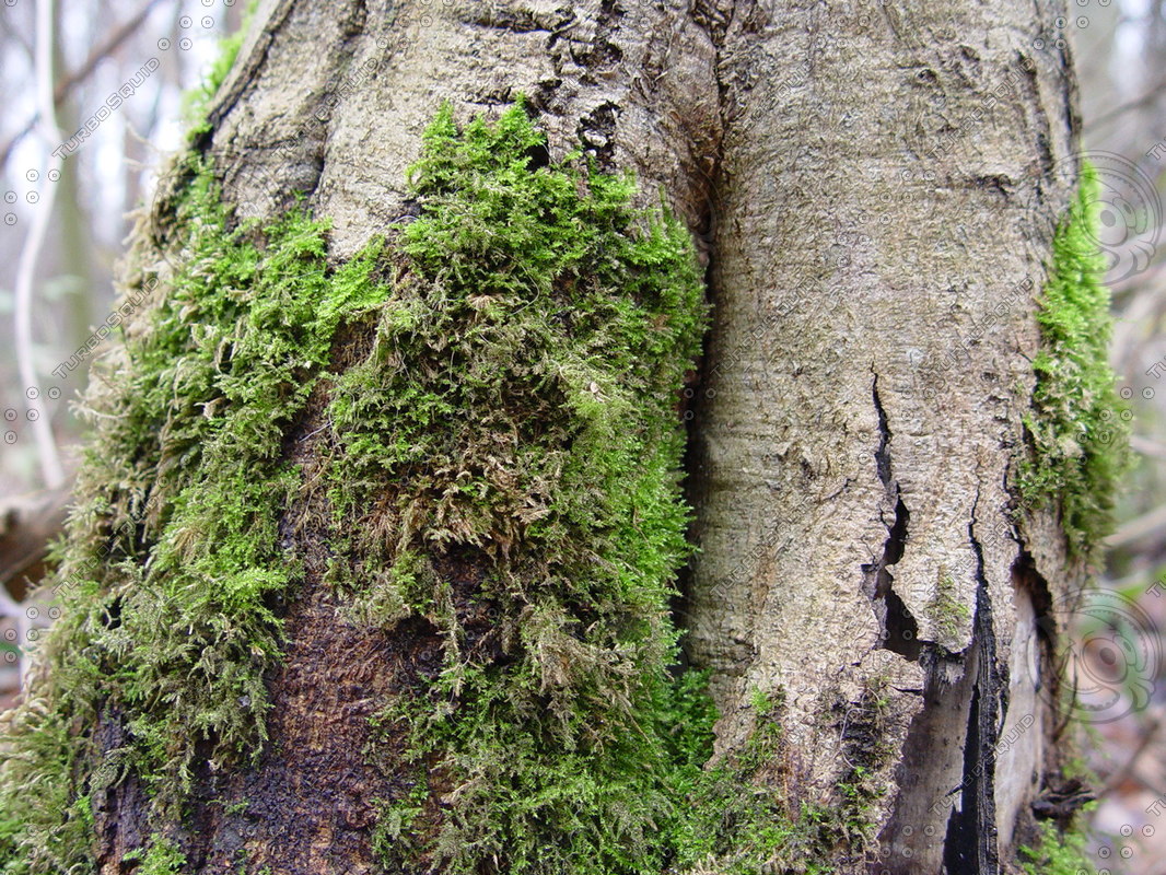 Texture JPEG tree bark skin