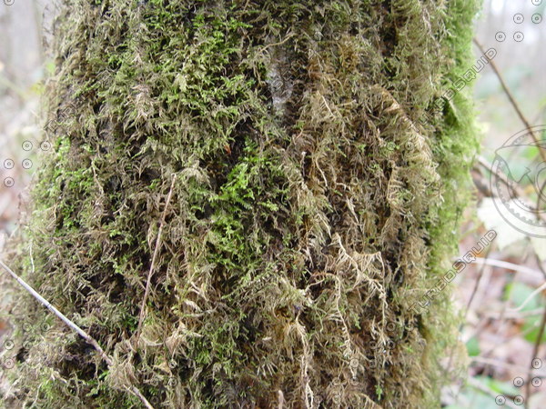 Texture JPEG tree bark skin