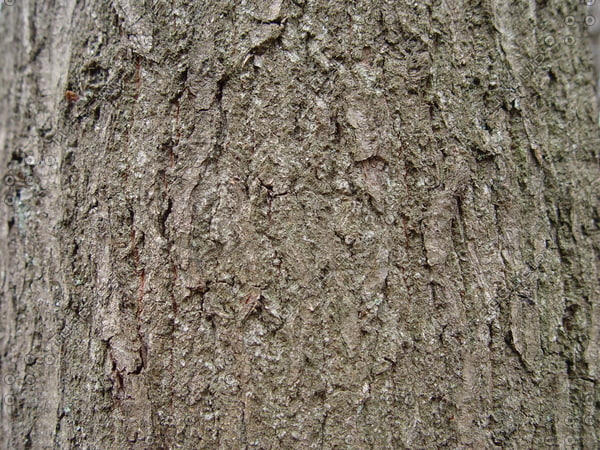Texture JPEG tree bark skin
