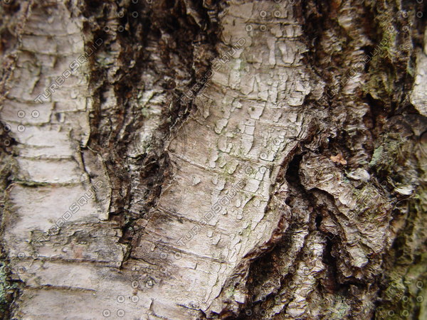 Texture JPEG tree bark skin