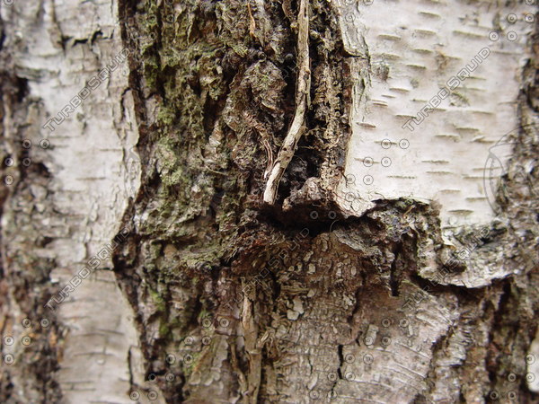 Texture JPEG tree bark skin