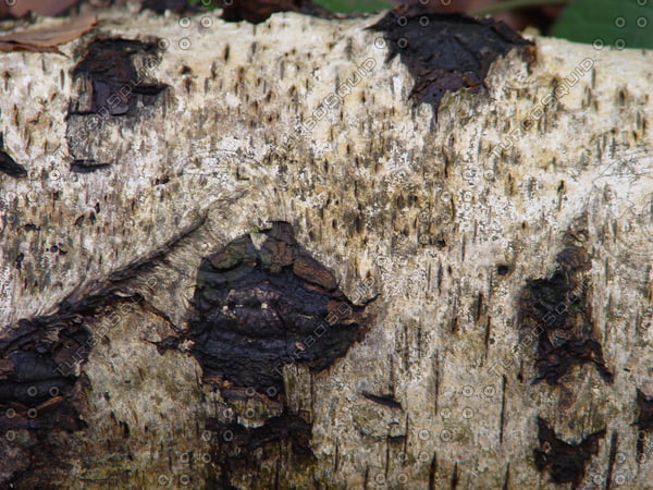 Texture JPEG tree bark skin