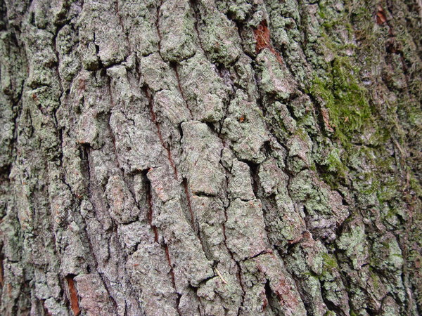 Texture JPEG tree bark skin