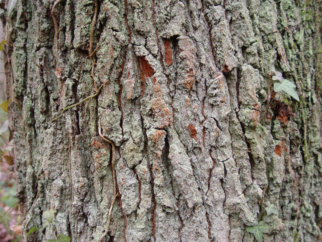 Texture JPEG tree bark skin