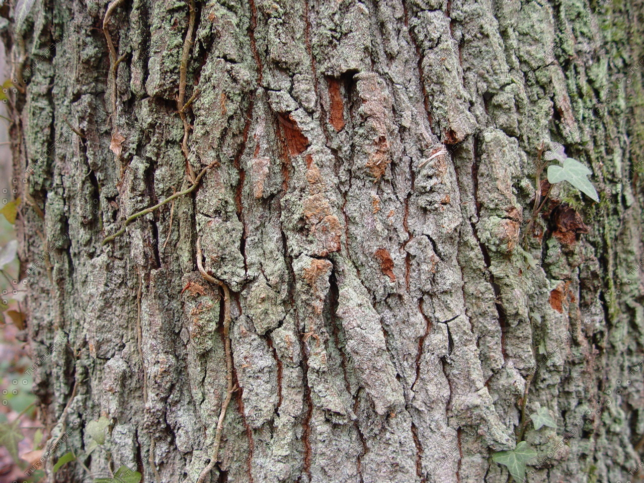 Texture JPEG tree bark skin