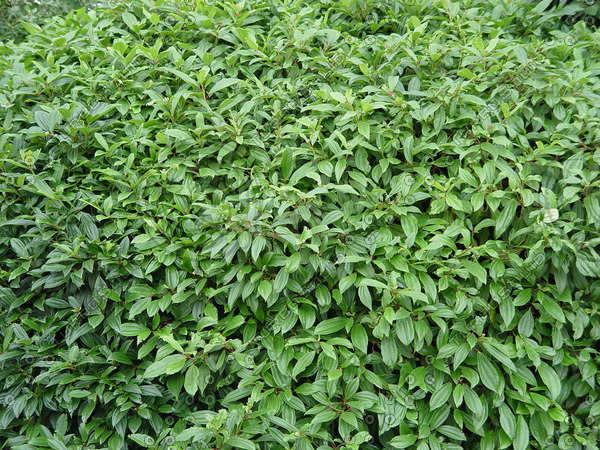 Texture JPEG bush thicket tree