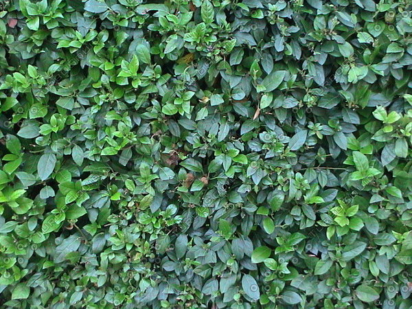 Texture JPEG bush thicket tree