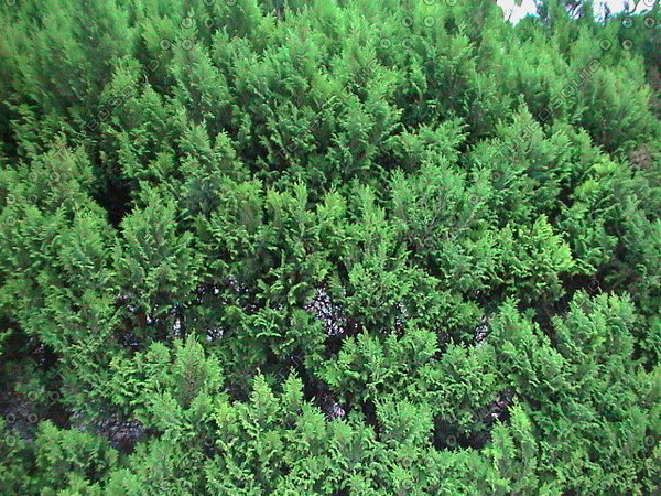 Texture JPEG bush thicket tree