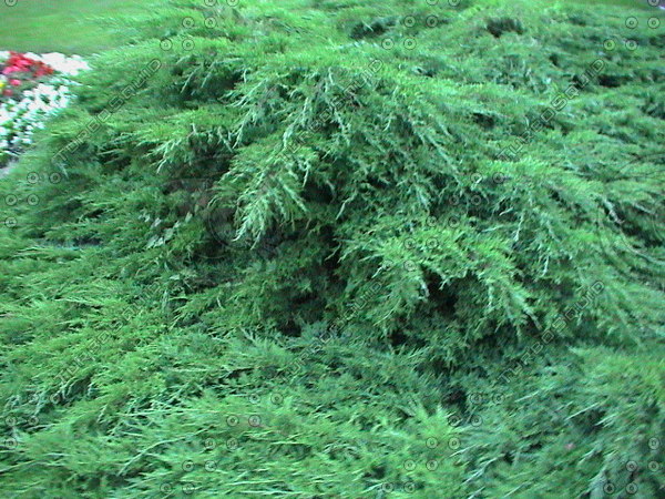 Texture JPEG bush thicket tree