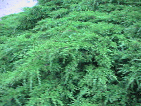 Texture JPEG bush thicket tree