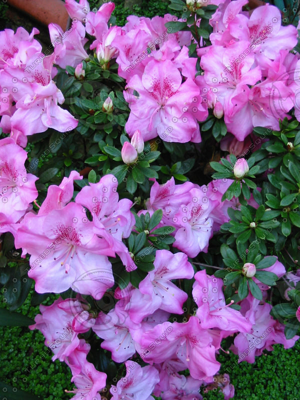 Stock JPEG azalea flower color