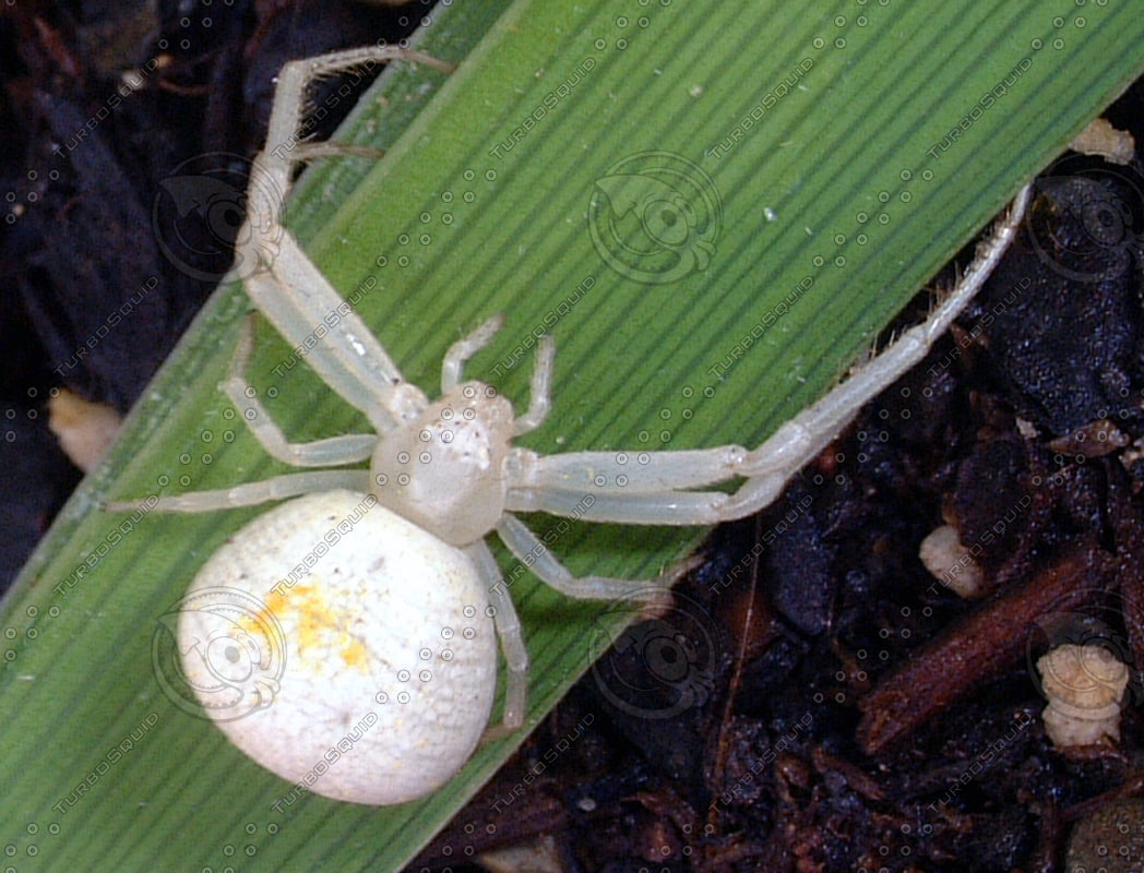 General JPEG white spider nature