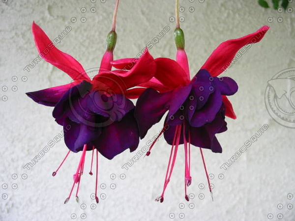 Stock JPEG Fuchsia flower color