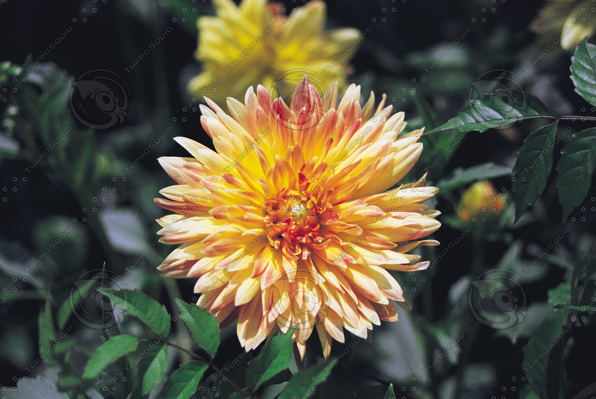 Stock JPEG Yellow Red Flower