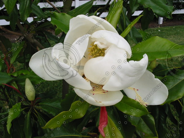 Stock JPEG magnolia flower color