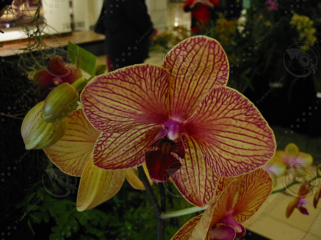 Stock JPEG orchid flower hybrid