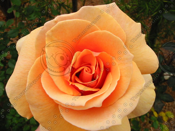 Stock JPEG Rose yellow flower