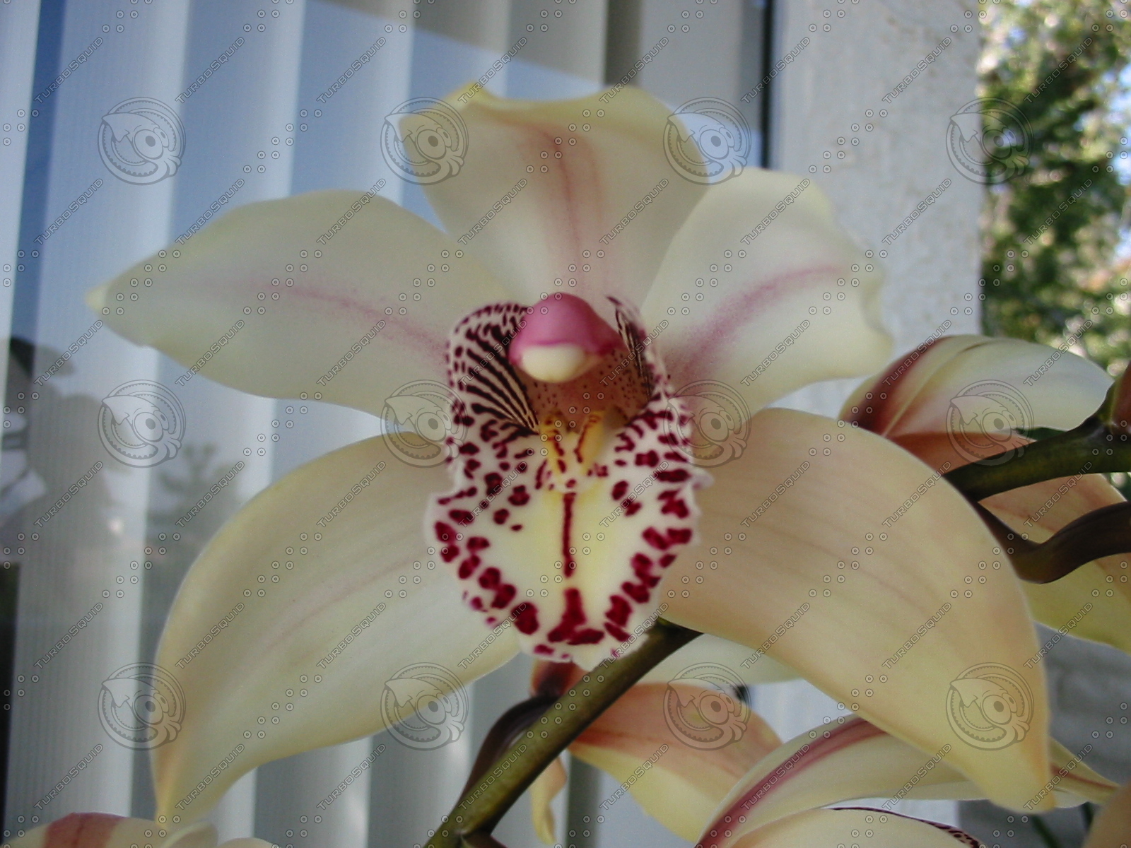 Stock JPEG cymbidium orchid flower