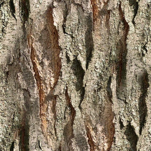 Texture Windows Bitmap Tree Bark Free
