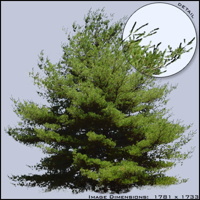 Texture JPEG Tree Bush Leaf