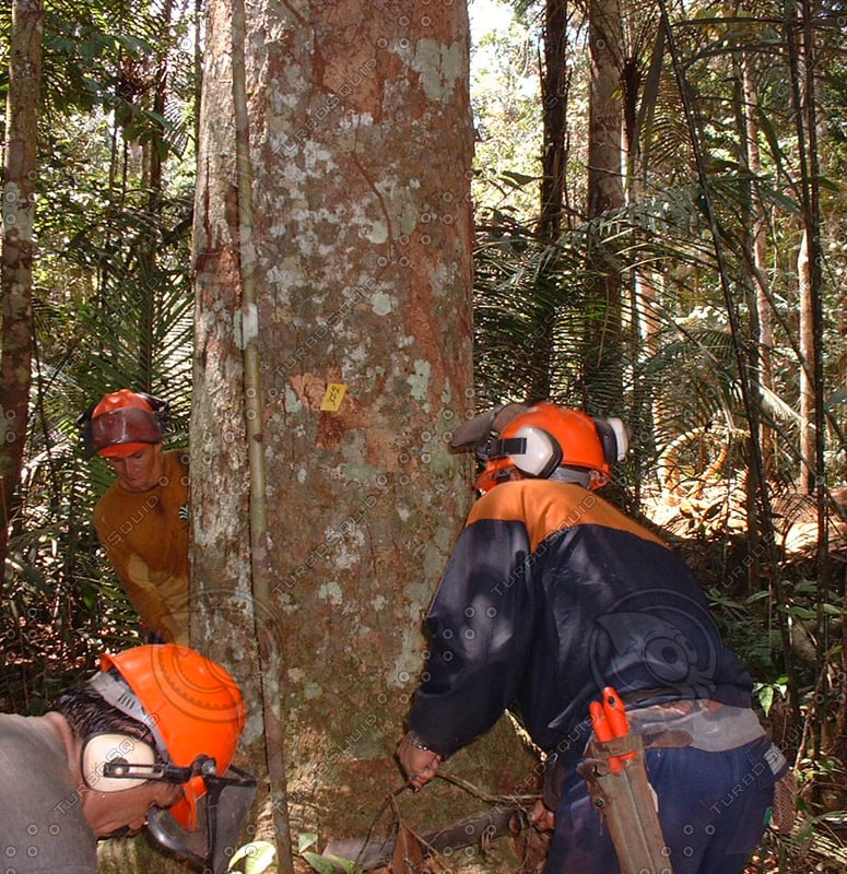 Stock Photoshop crew tree cutting
