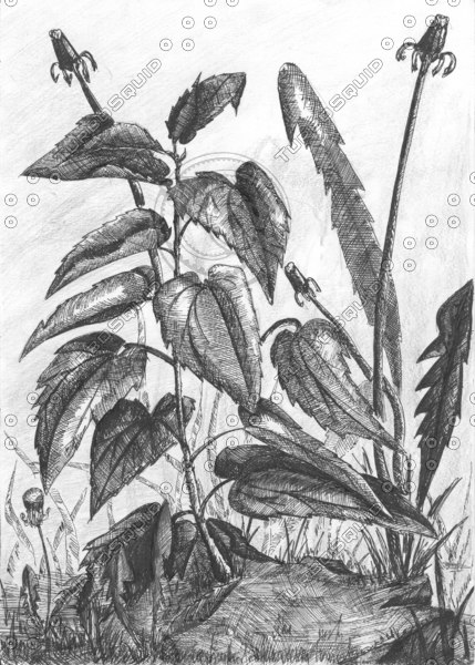 General Windows Bitmap flower flowers grey