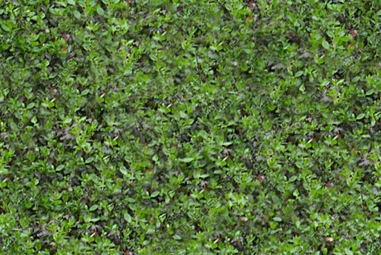 Texture JPEG foliage 3d studio