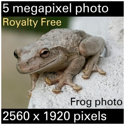 Stock JPEG frog reptile photo