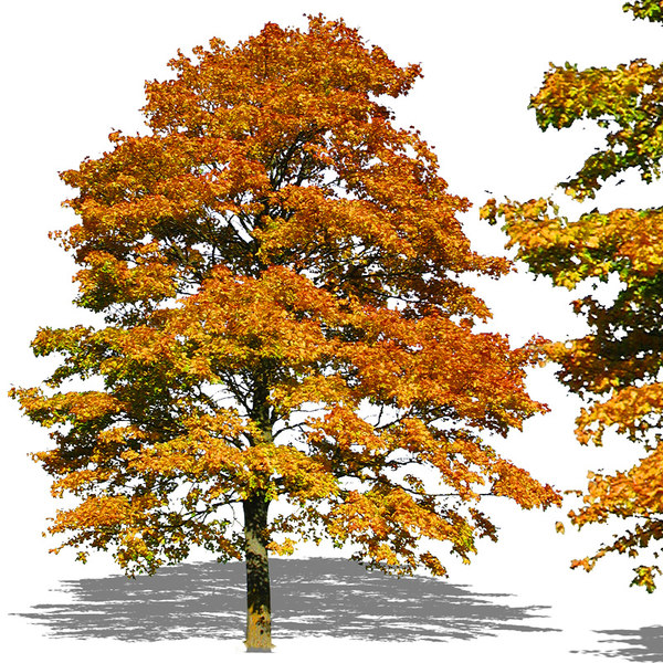 Texture Photoshop plants deciduous tree