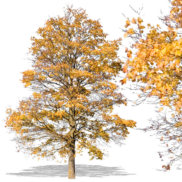 Texture Photoshop plants deciduous tree