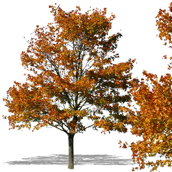 Texture Photoshop plants deciduous tree