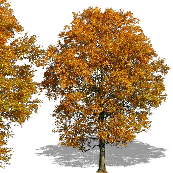 Texture Photoshop plants deciduous tree