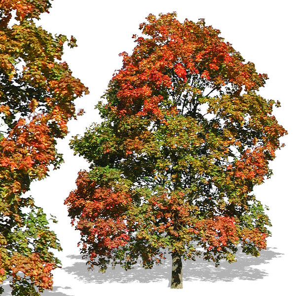Texture Photoshop plants deciduous tree