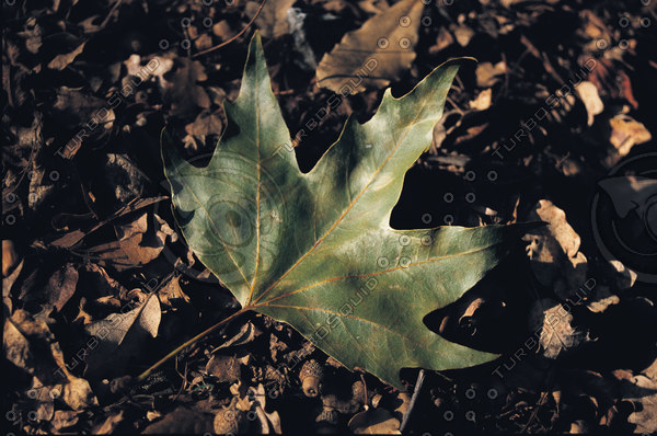 Stock JPEG leaf alive dead