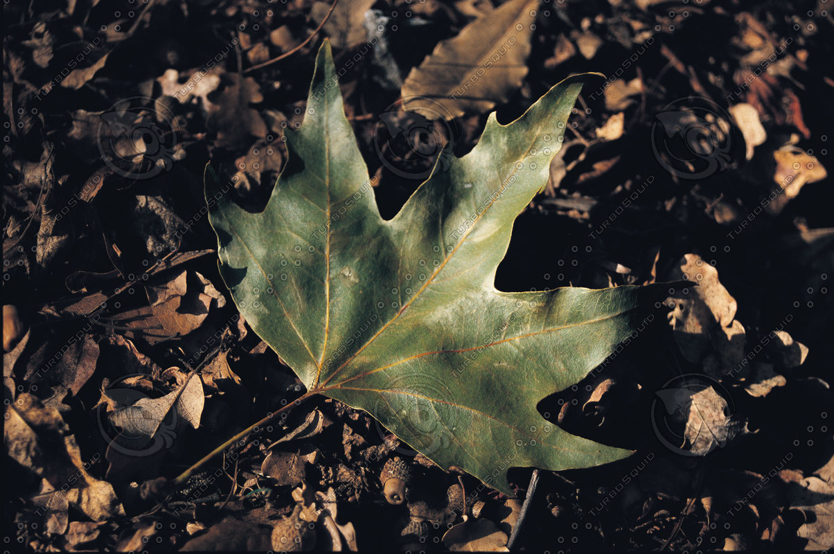 Stock JPEG leaf alive dead