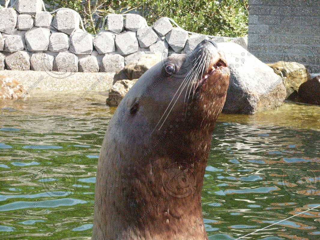 Stock JPEG seal sea dog animal