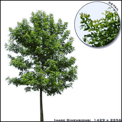 Texture JPEG FREE Tree Deciduous