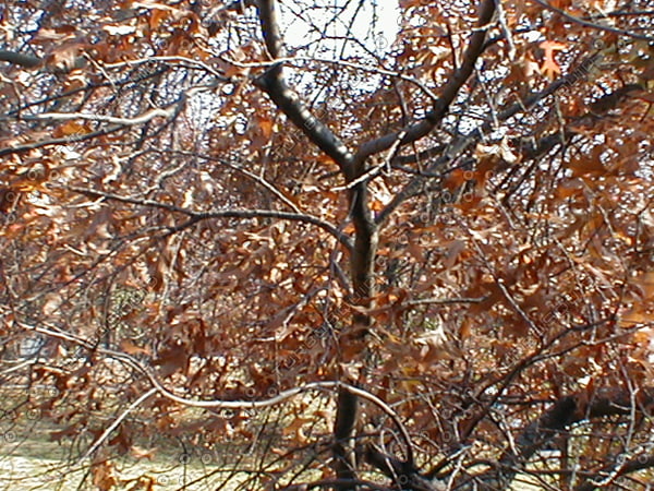 Stock JPEG tree trees texture