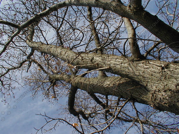 Stock JPEG tree trees texture