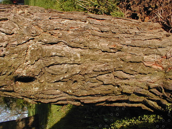 Stock JPEG tree trees texture