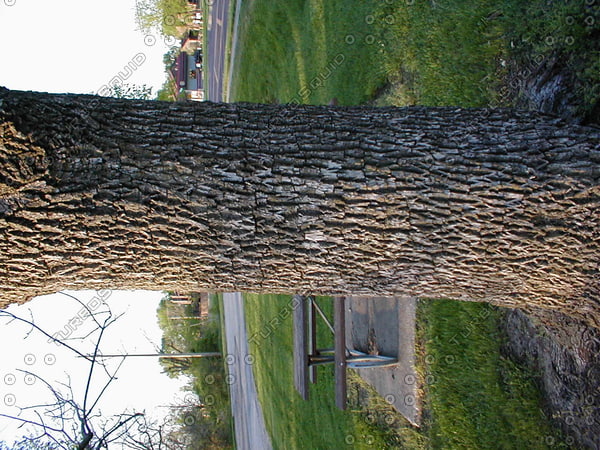 Stock JPEG tree trees texture