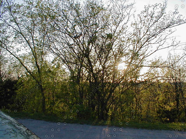 Stock JPEG tree trees texture