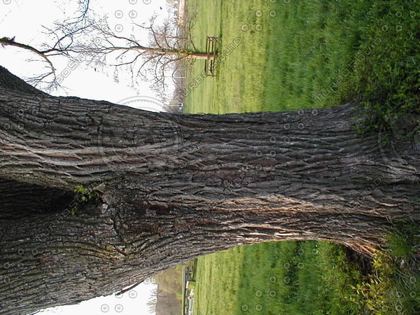 Stock JPEG tree trees texture