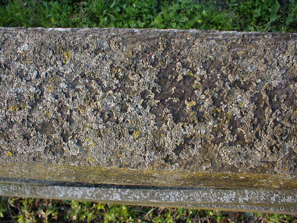 Stock JPEG wood mold rust