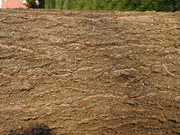Texture JPEG wood bark knot