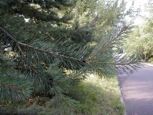 Texture JPEG trees textures pine